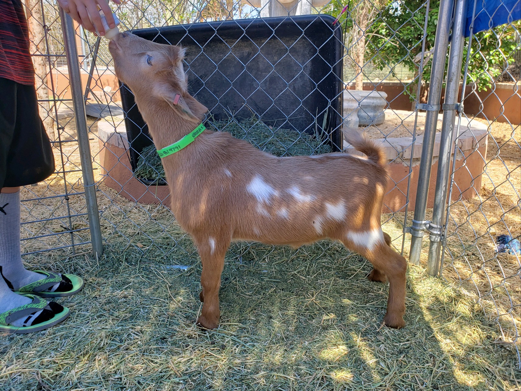 Bucks – Narrow Gate Farm